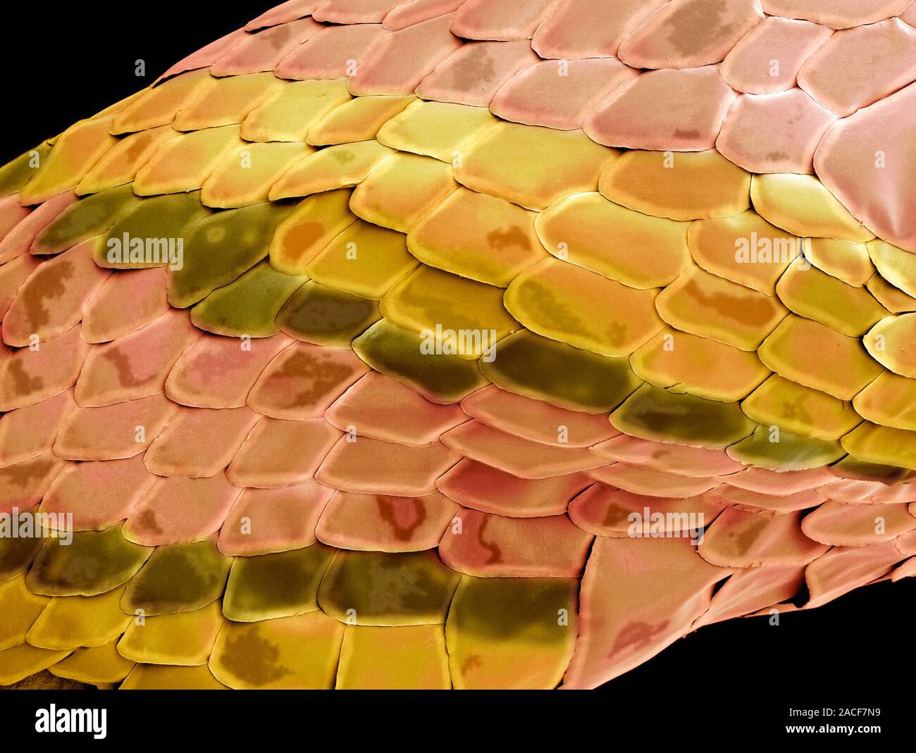 Snake skin, coloured scanning electron micrograph (SEM). The scales of ...