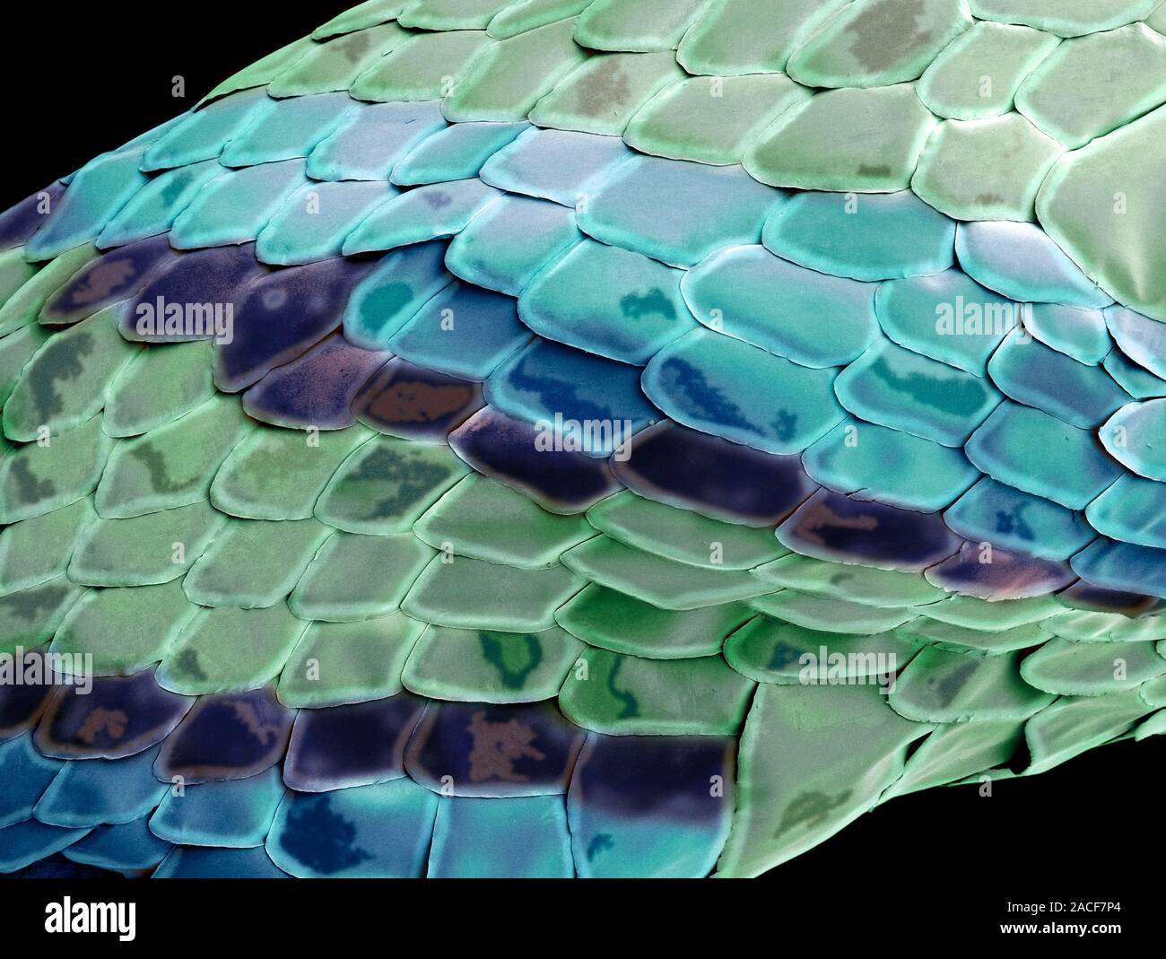 Snake skin, coloured scanning electron micrograph (SEM). The scales of ...
