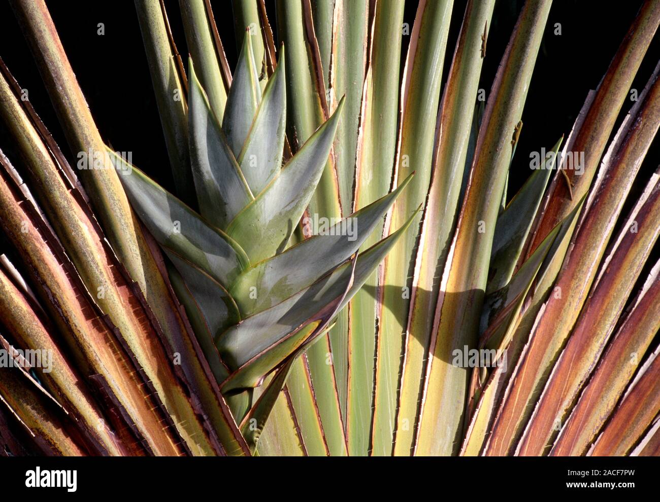 Traveller's tree (Ravenala madagascariensis) fruit Stock Photo - Alamy