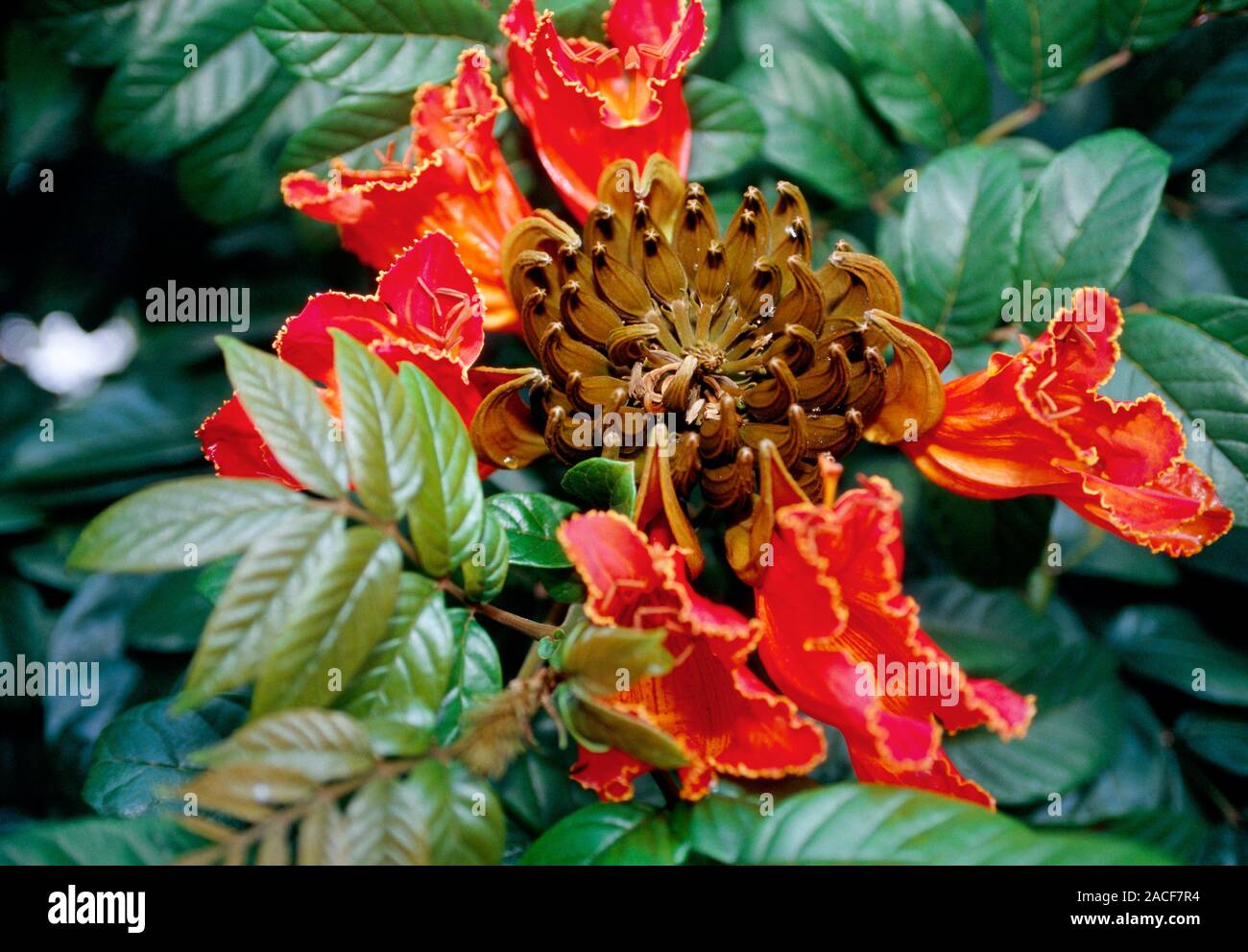 African tulip tree (Spathodea campanulata) in flower Stock Photo - Alamy