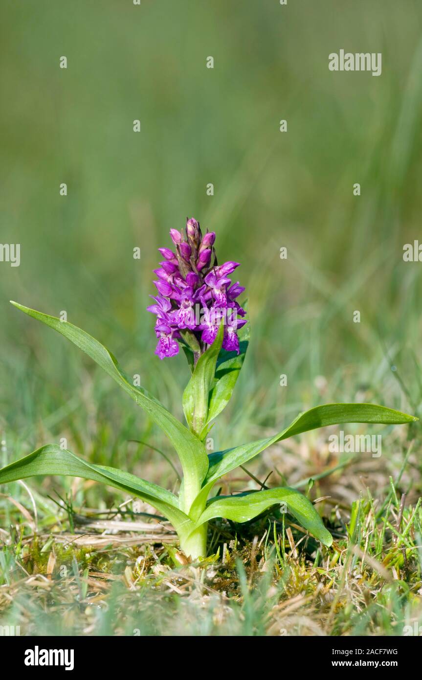 Northern marsh orchid (Dactylorhiza purpurella) in flower. Photographed ...