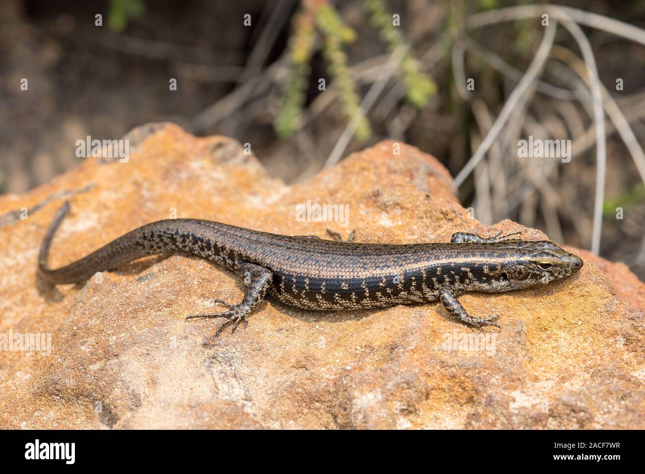 Eastern Water Skink basking on sandstone rock Stock Photo - Alamy
