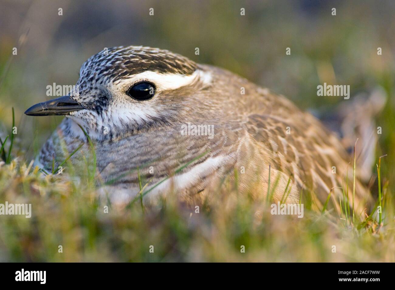 Male dotterel. Close-up of a male dotterel (Charadrius morinellus ...