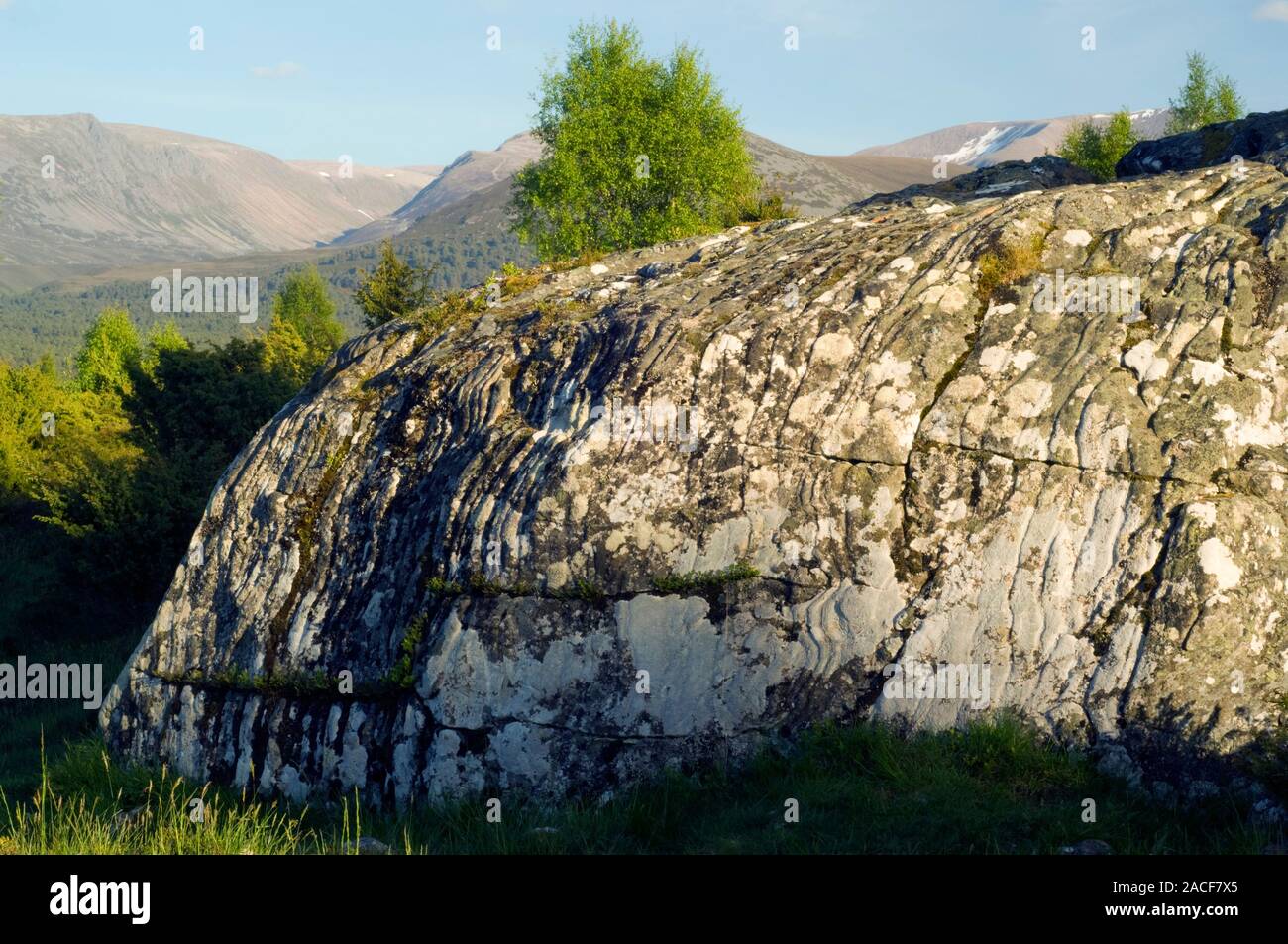 Eroded Granite Glacier smoothed Granite Rock roche Moutonnee Covered Eroded Granite Glacier smoothed Granite Rock roche Moutonnee Covered