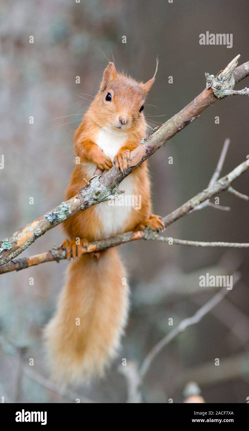 Red squirrel (Sciurus vulgaris) on a branch. Photographed in the ...