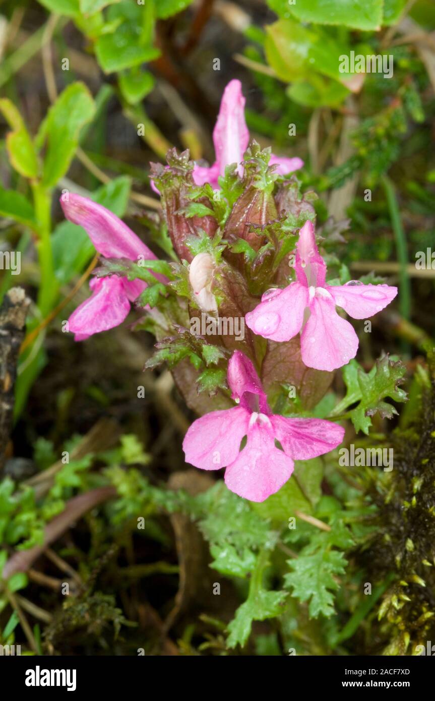 Common lousewort (Pedicularis sylvatica) flowers. Photographed in the ...