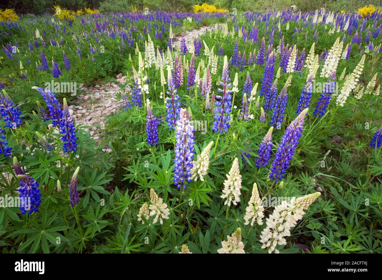 Nootka lupins (Lupinus nootkatensis) growing on shingle. This plant is ...