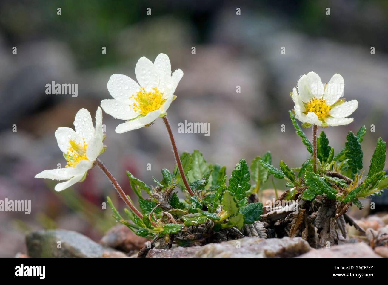 Mountain avens (Dryas octopetala) flowers. Photographed in the ...