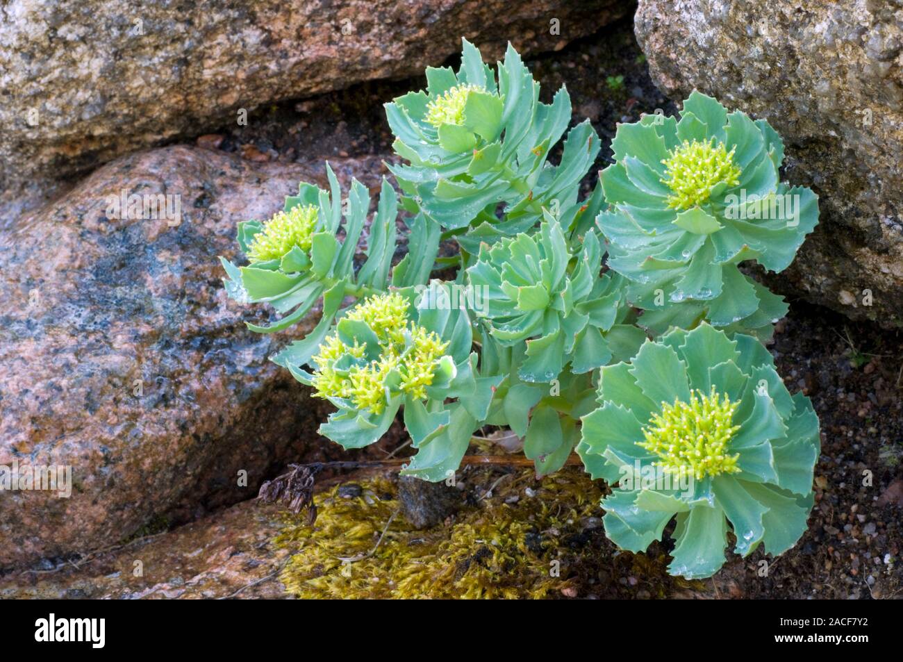 Roseroot (Sedum rosea) flowering in a gap between granite boulders ...