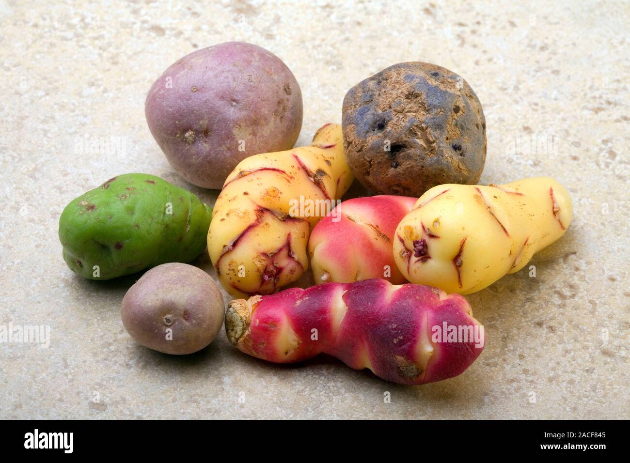 Andean potatoes. Selection of a variety of potatoes (Solanum sp.) from ...