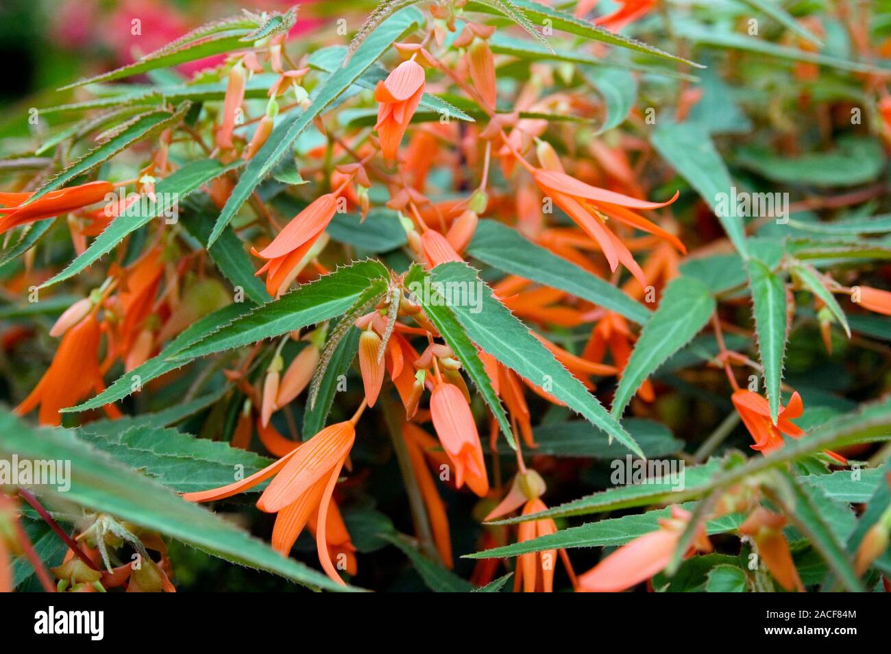 Begonia (Begonia 'Bonfire') flowers Stock Photo - Alamy