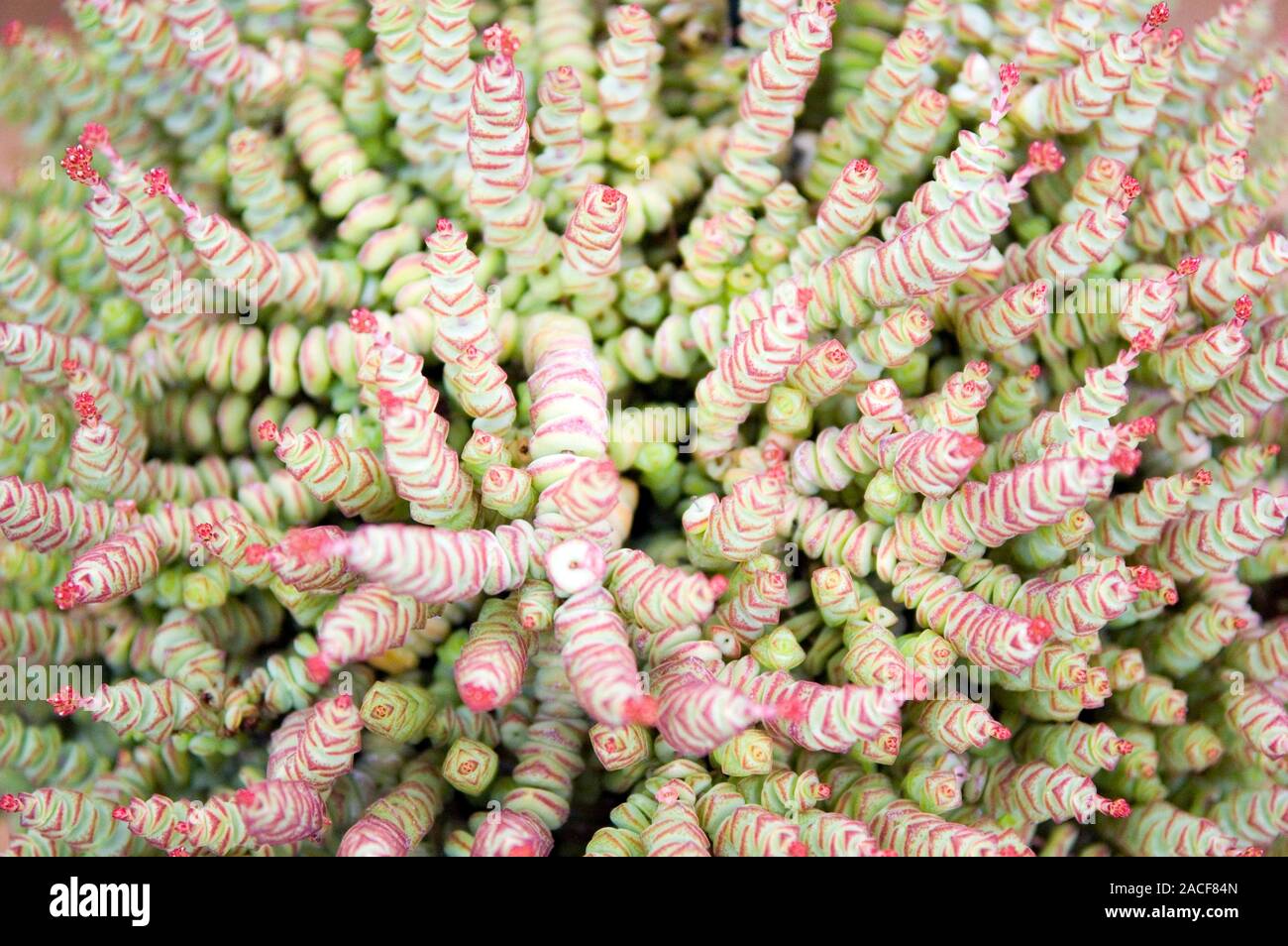 Rosary plant (Crassula repestris Stock Photo - Alamy