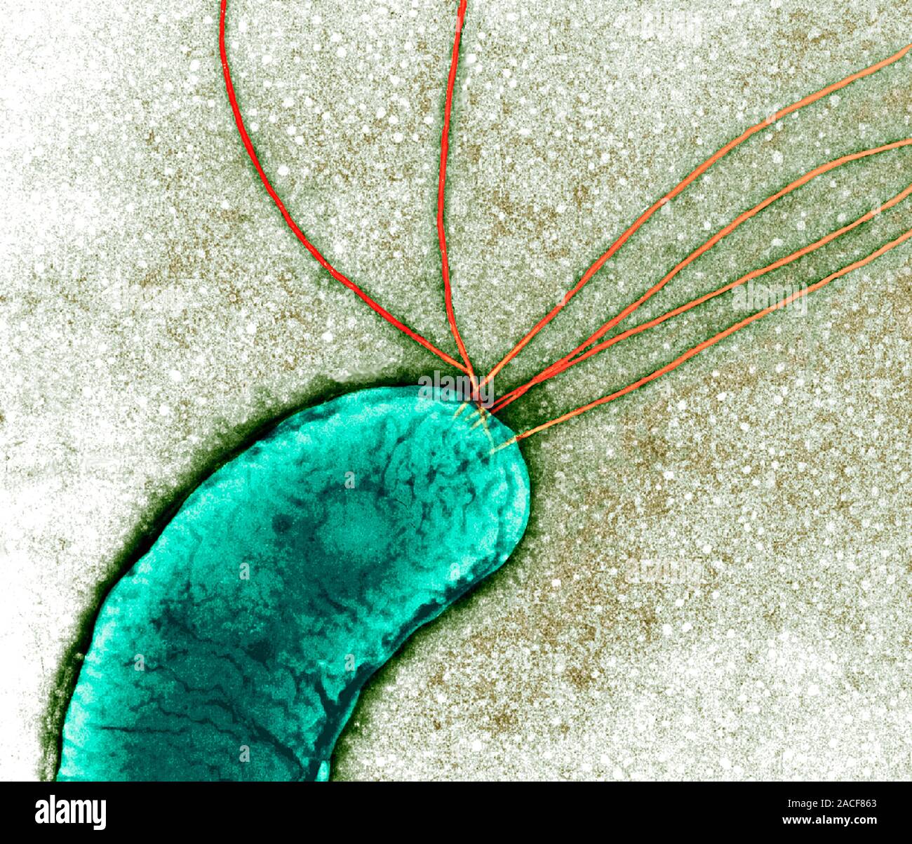 Proteus vulgaris bacterium, coloured transmission electron micrograph ...