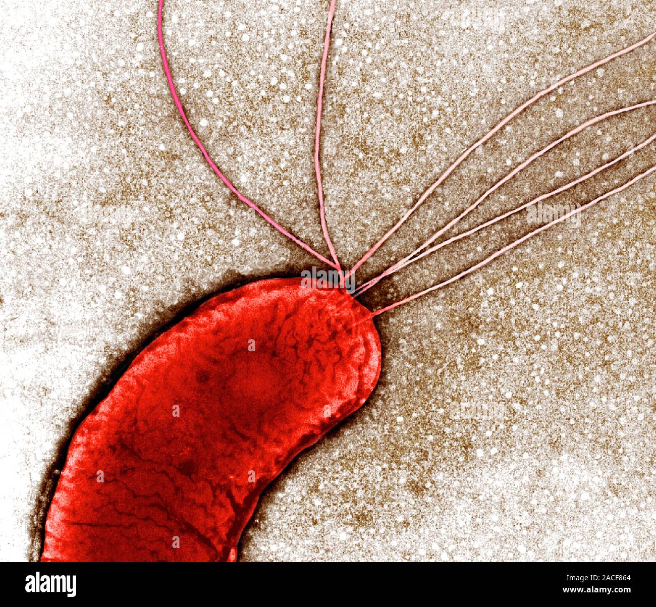 Proteus vulgaris bacterium, coloured transmission electron micrograph ...