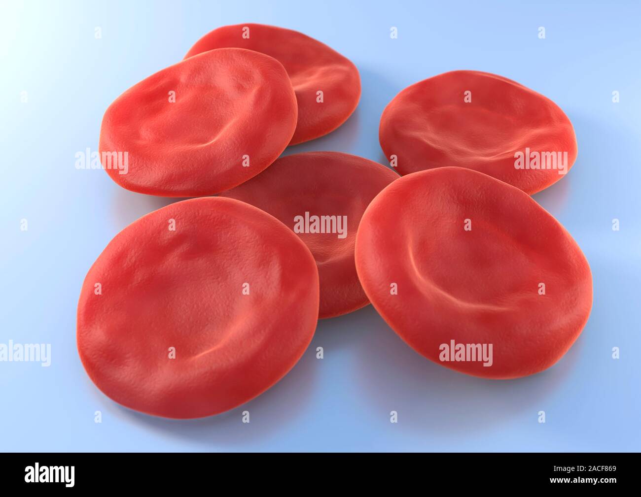 Red blood cells, computer artwork. Red blood cells (erythrocytes) are ...