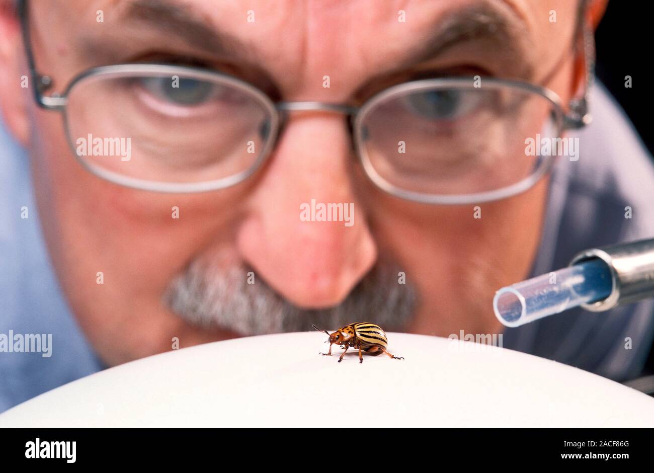 Agricultural pest research. Close-up of an entomologist observing the ...