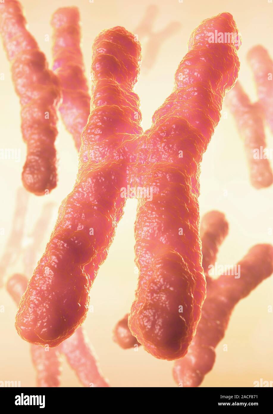 Chromosomes, computer artwork. Chromosomes are a packaged form of the ...