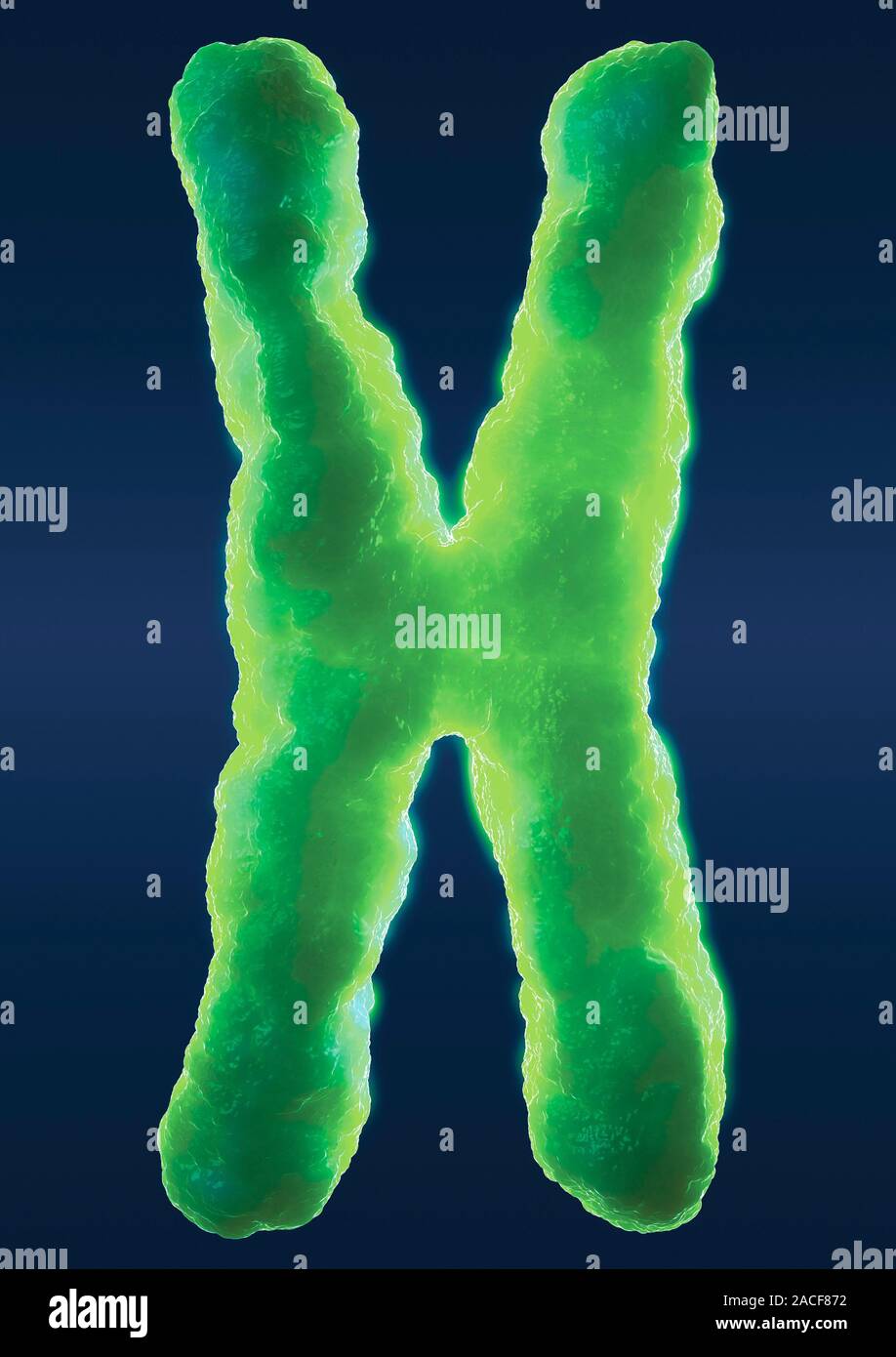 Chromosome, computer artwork. Chromosomes are a packaged form of the ...