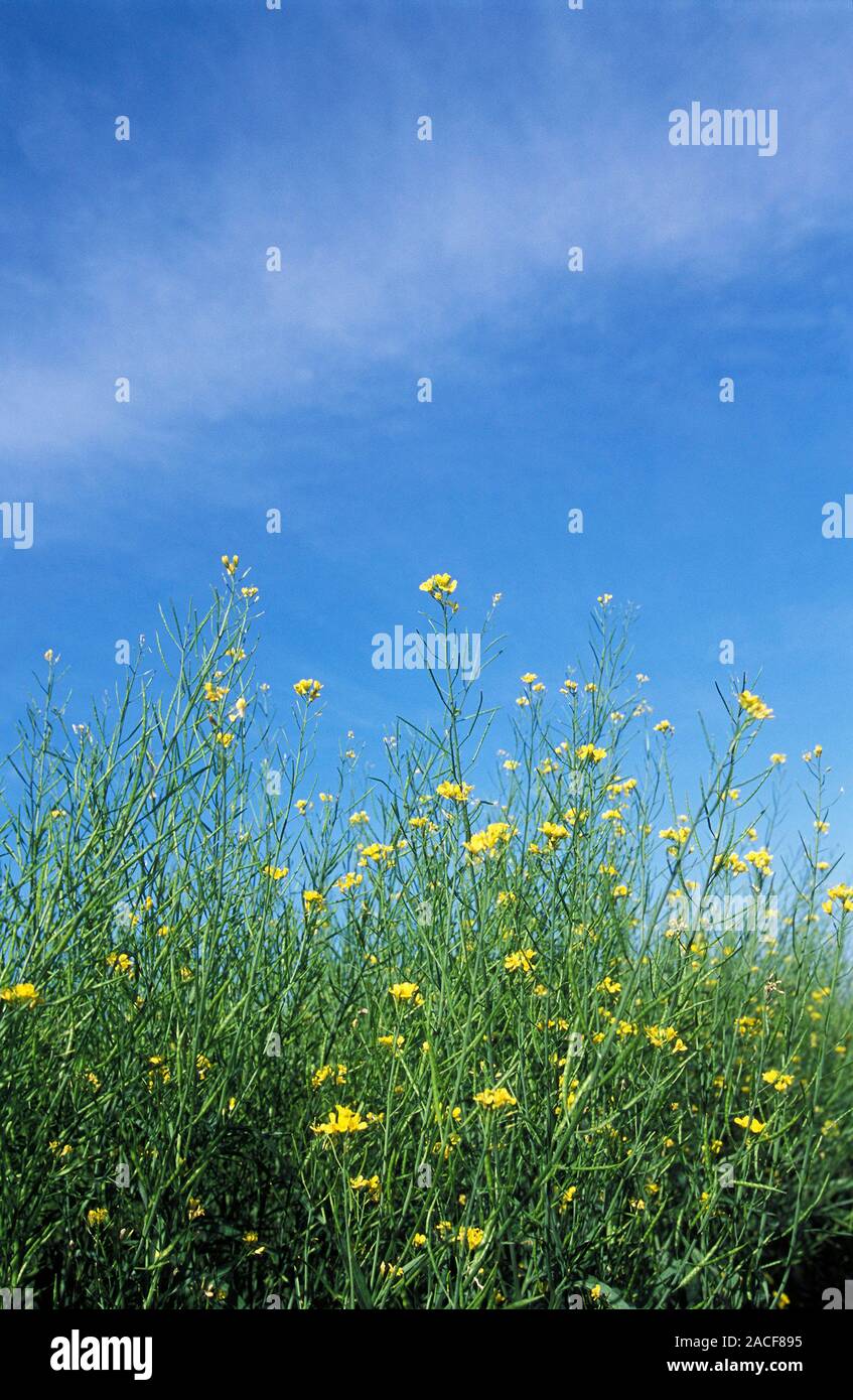 Brown mustard (Brassica juncea) plants in flower Stock Photo - Alamy