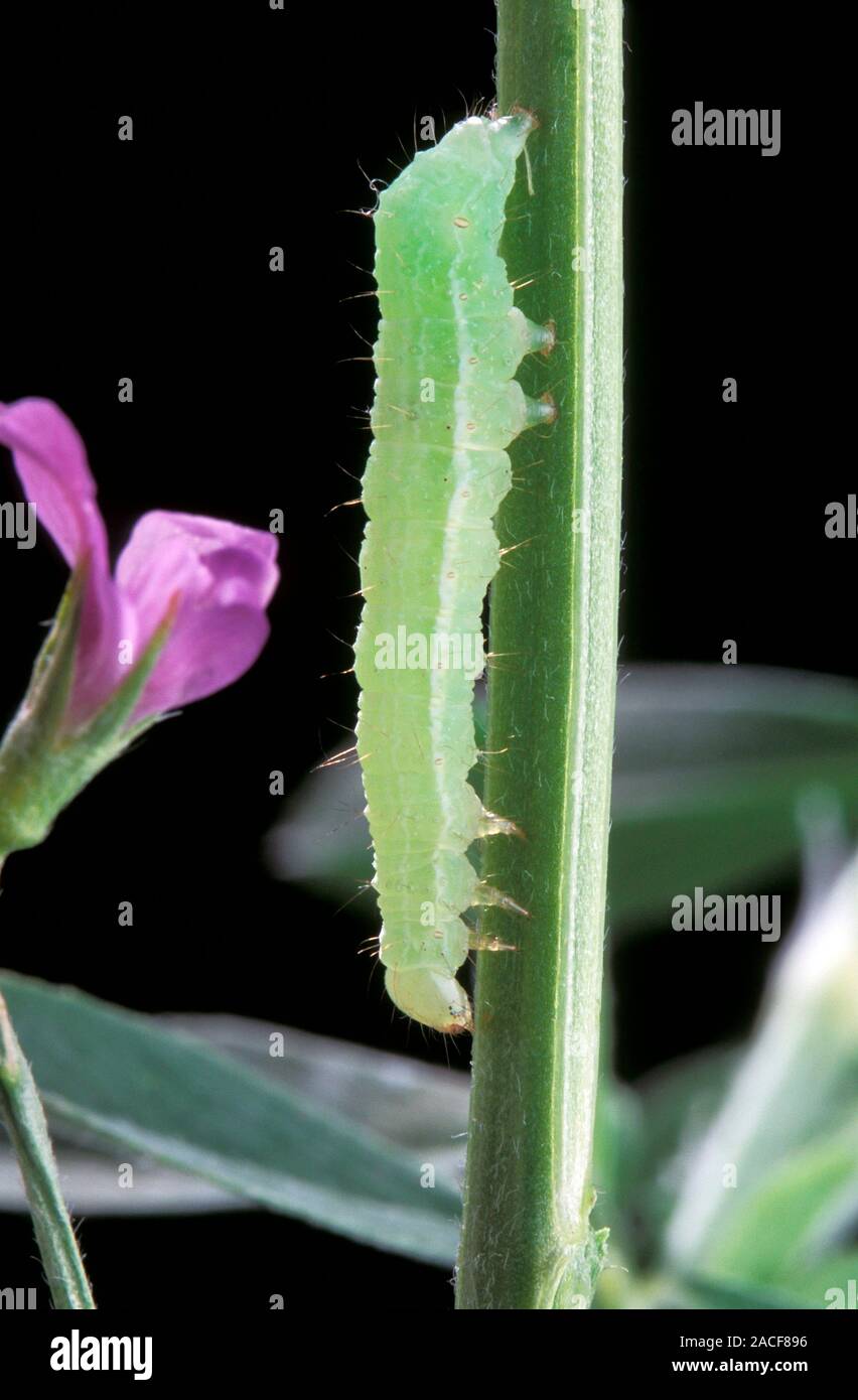 Alfalfa looper moth larva on a potato (Solanum sp.) plant. The larvae ...