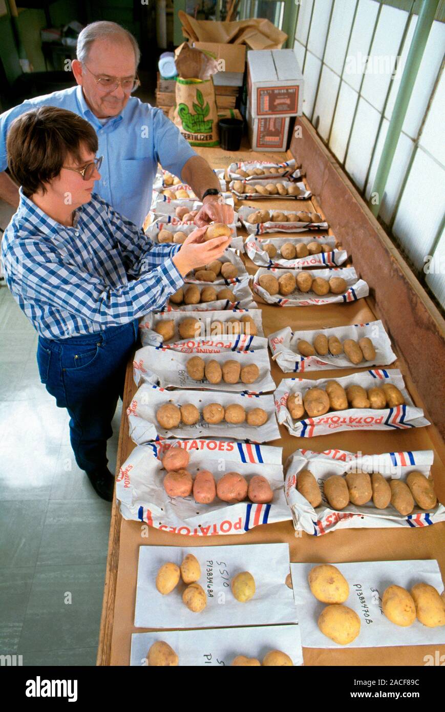 Genetically modified potatoes. Plant pathologist (top left) and geneticist examining tuber ...