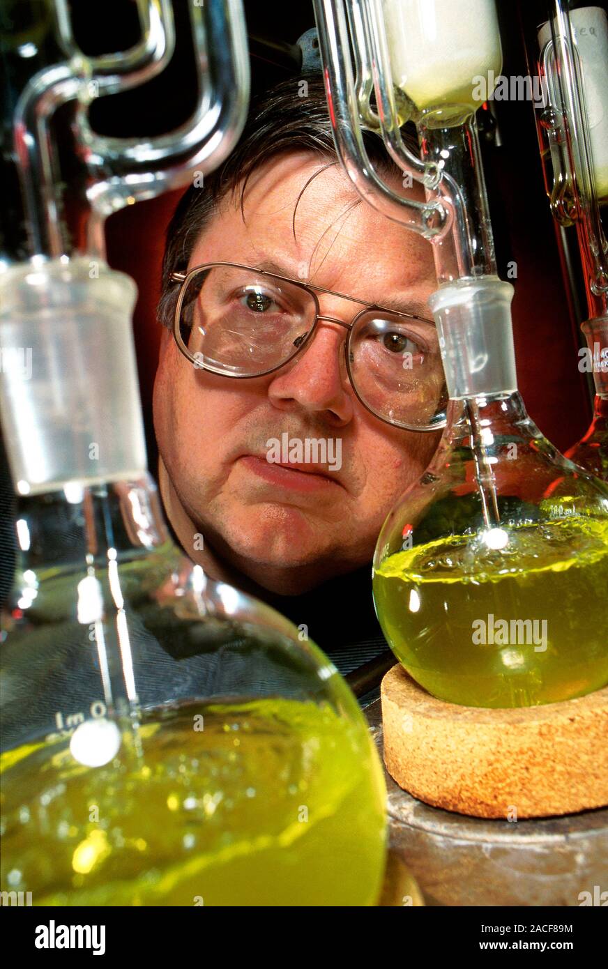 Plant oil extraction. Close-up of a chemist looking at flasks ...