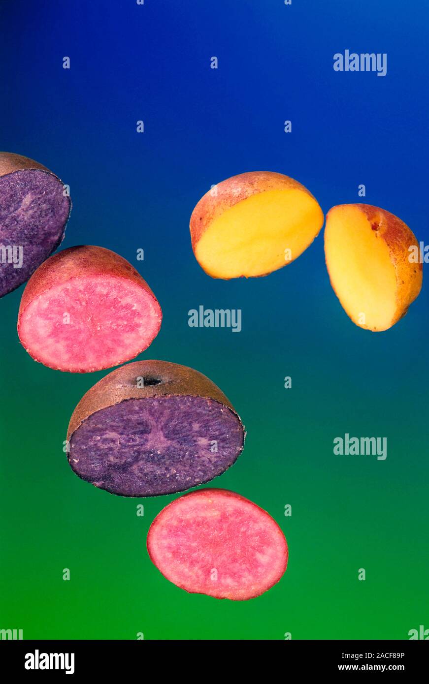 Genetically modified potatoes. New potatoes (Solanum tuberosum) with ...