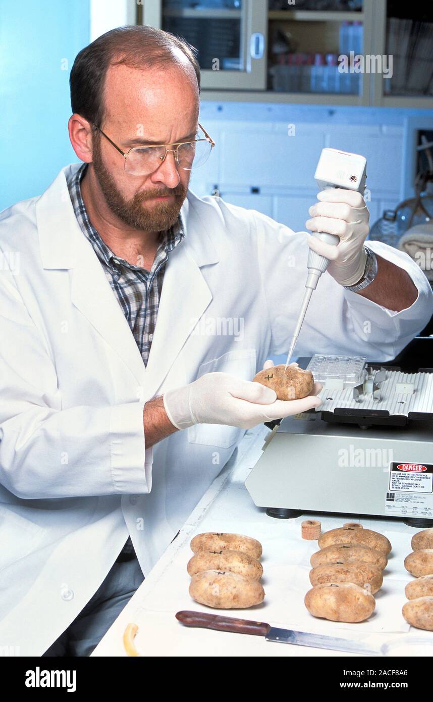 Plant bio-control research. Plant pathologist inoculating a wounded ...