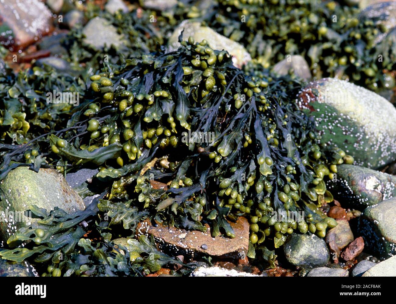 Bladder wrack (Fucus vesiculosus), a type of seaweed Stock Photo - Alamy