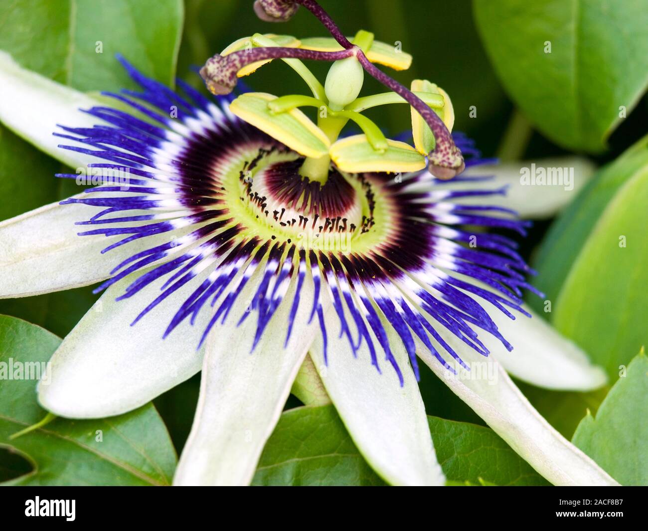 Common passion flower (Passiflora caerulea). Close-up of a common ...