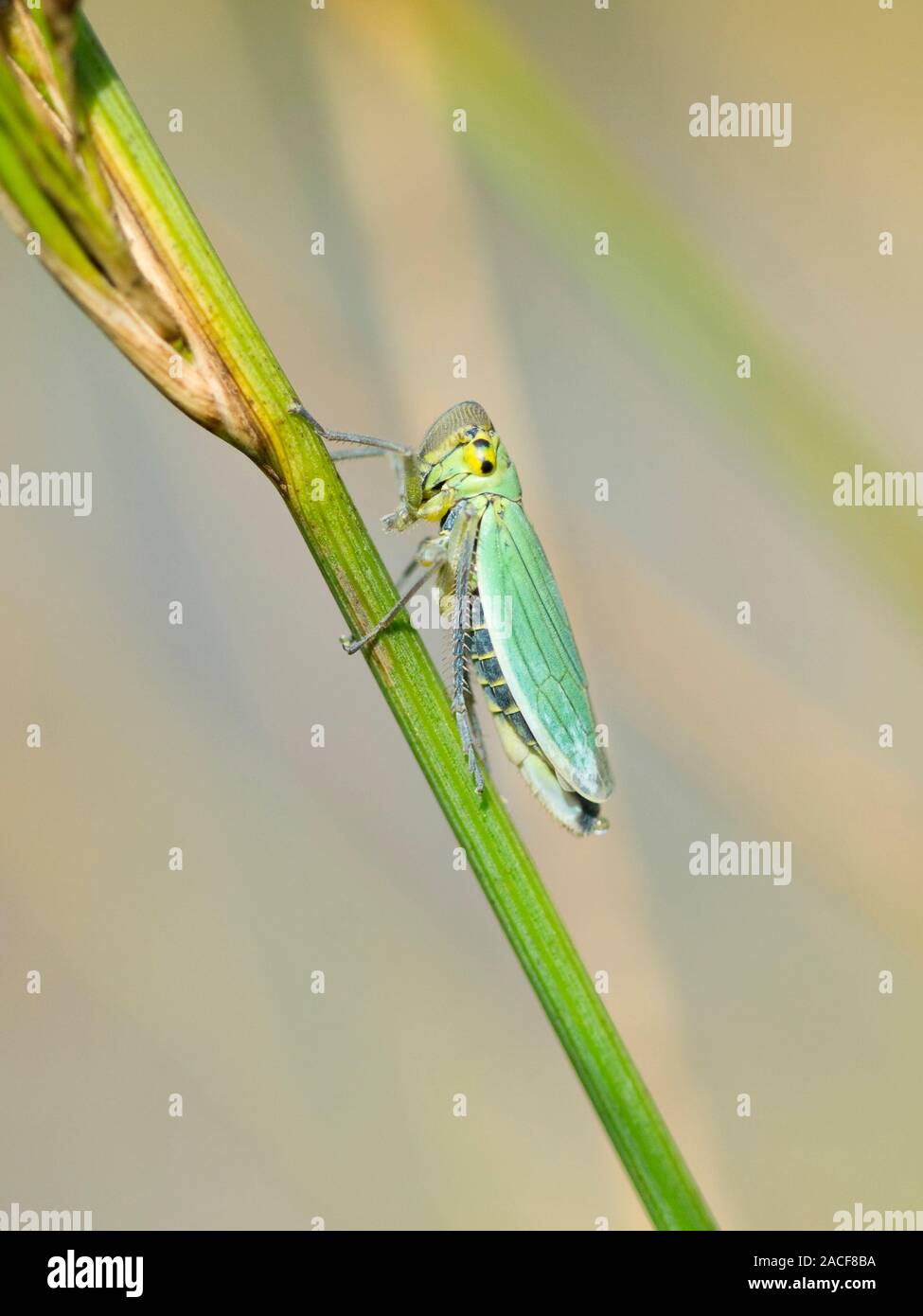 Green leafhopper resting on a plant stem. Leafhoppers (Cicadella ...