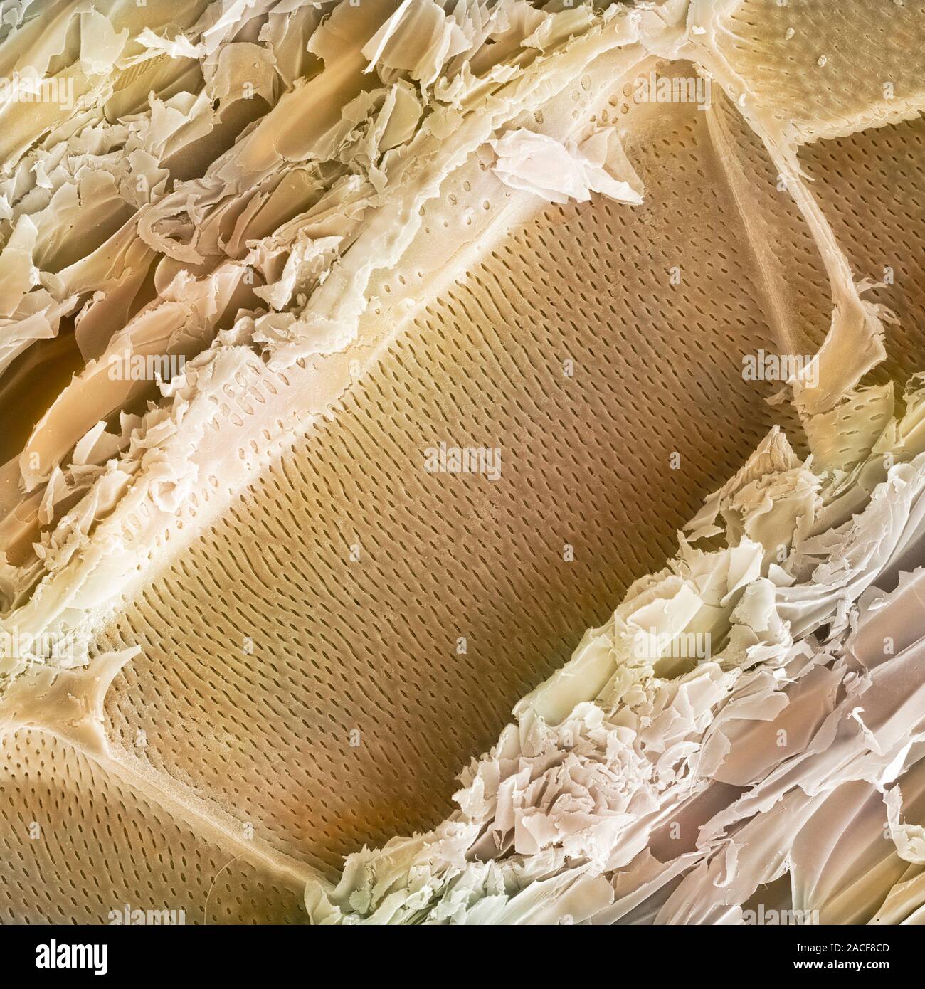 Balsa wood structure, coloured scanning electron micrograph (SEM). This ...