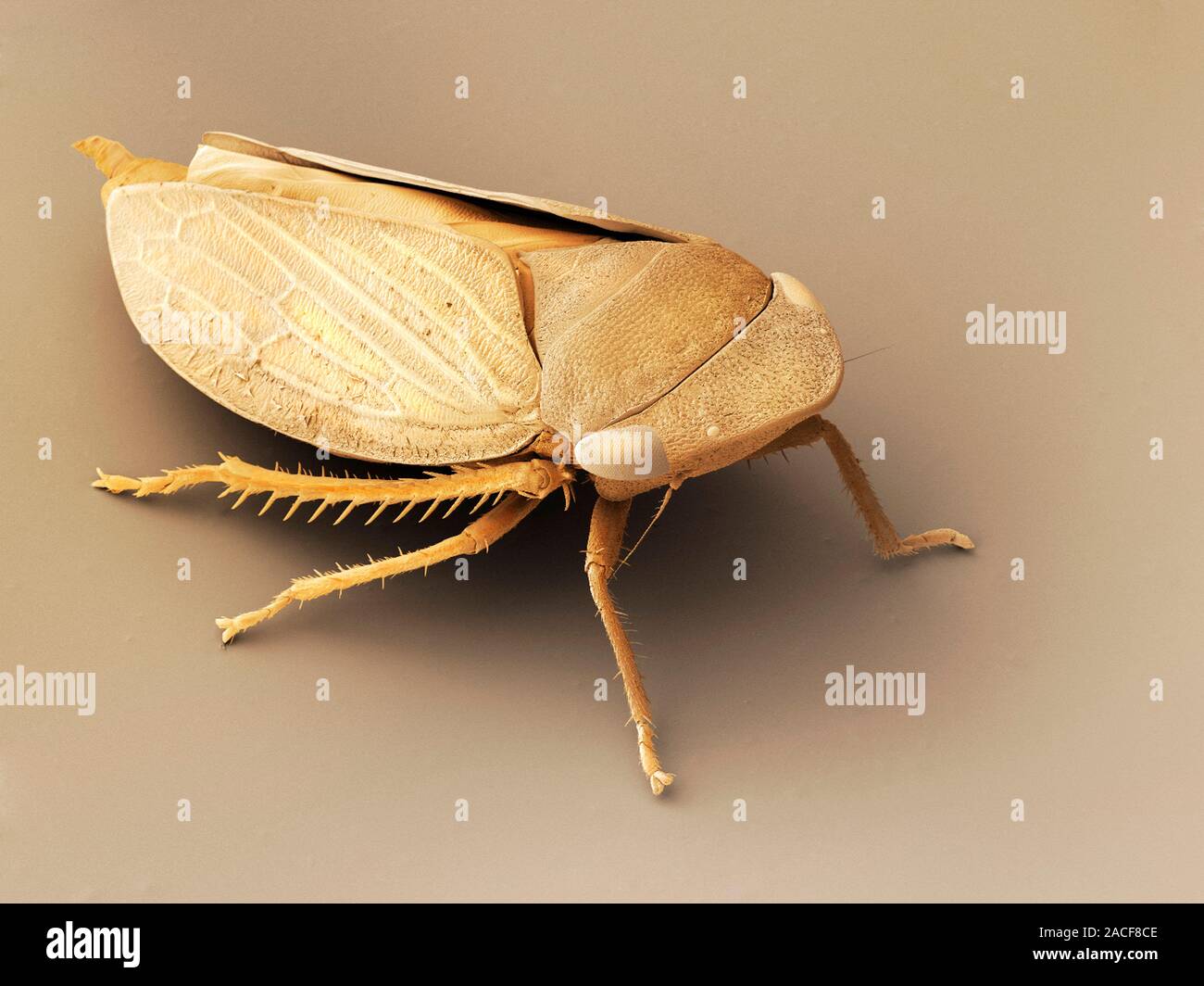 Common froghopper (Philaenus spumarius), coloured scanning electron ...