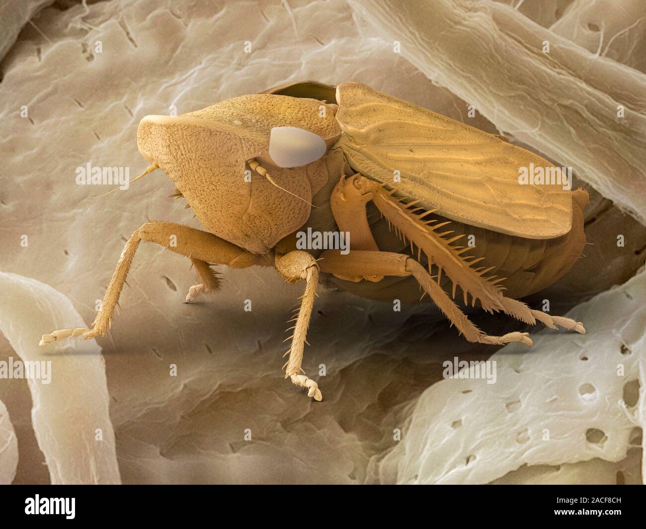 Common froghopper (Philaenus spumarius) on a plant, coloured scanning ...