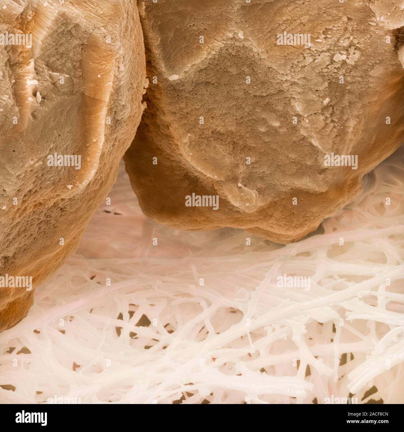 Egg shell membrane, coloured scanning electron micrograph (SEM). Broken ...
