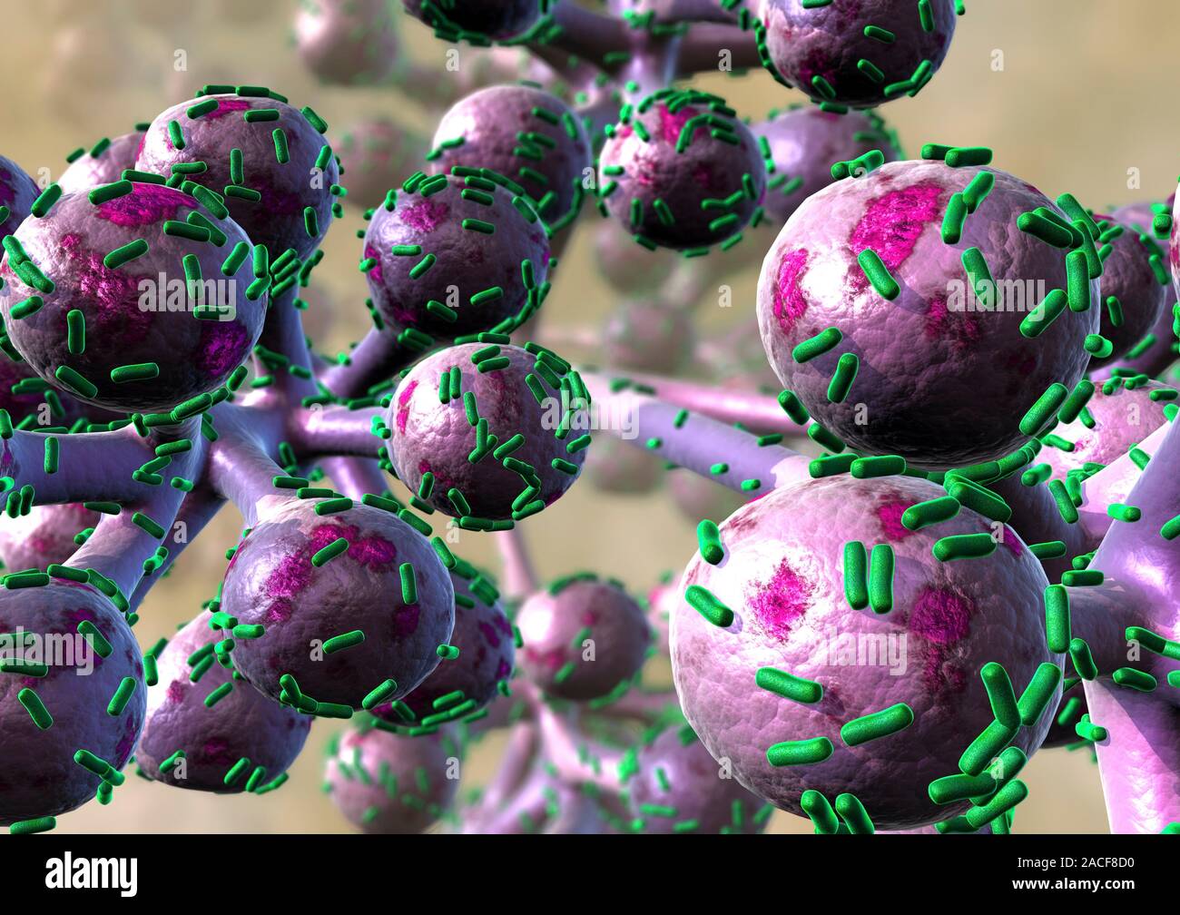 Bacterial lung infection, computer artwork. Rod-shaped bacteria ...