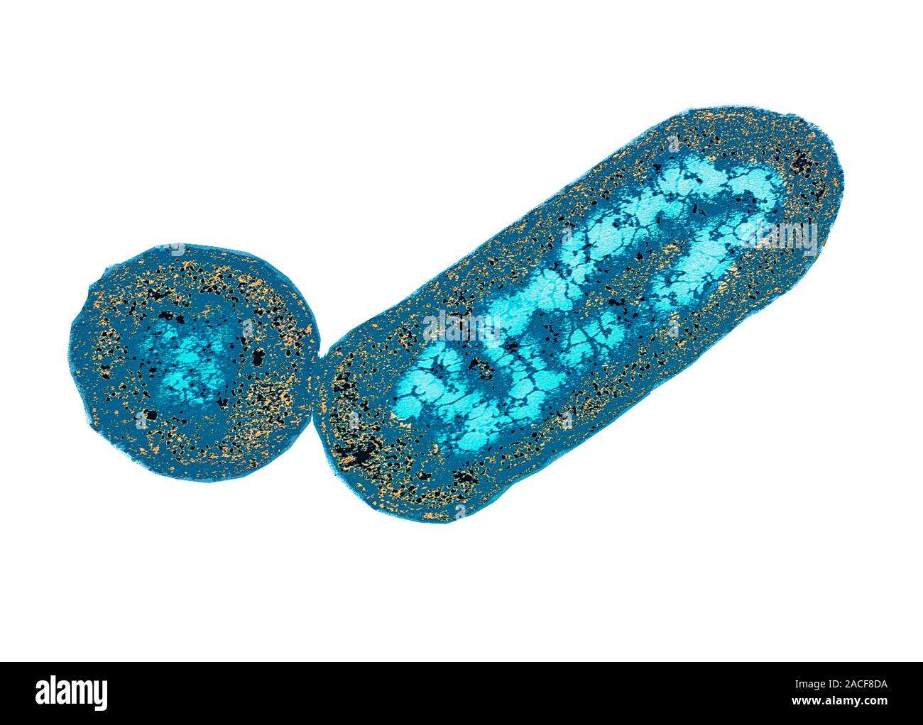 Listeria sp. bacteria, coloured transmission electron micrograph (TEM ...