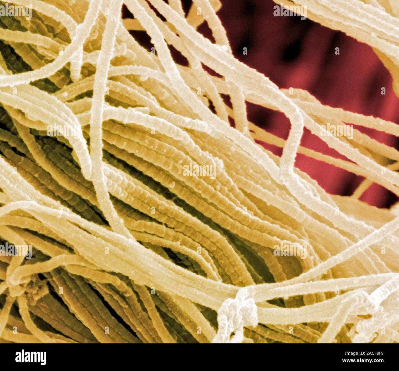 Synovial collagen fibres, coloured scanning electron micrograph (SEM ...