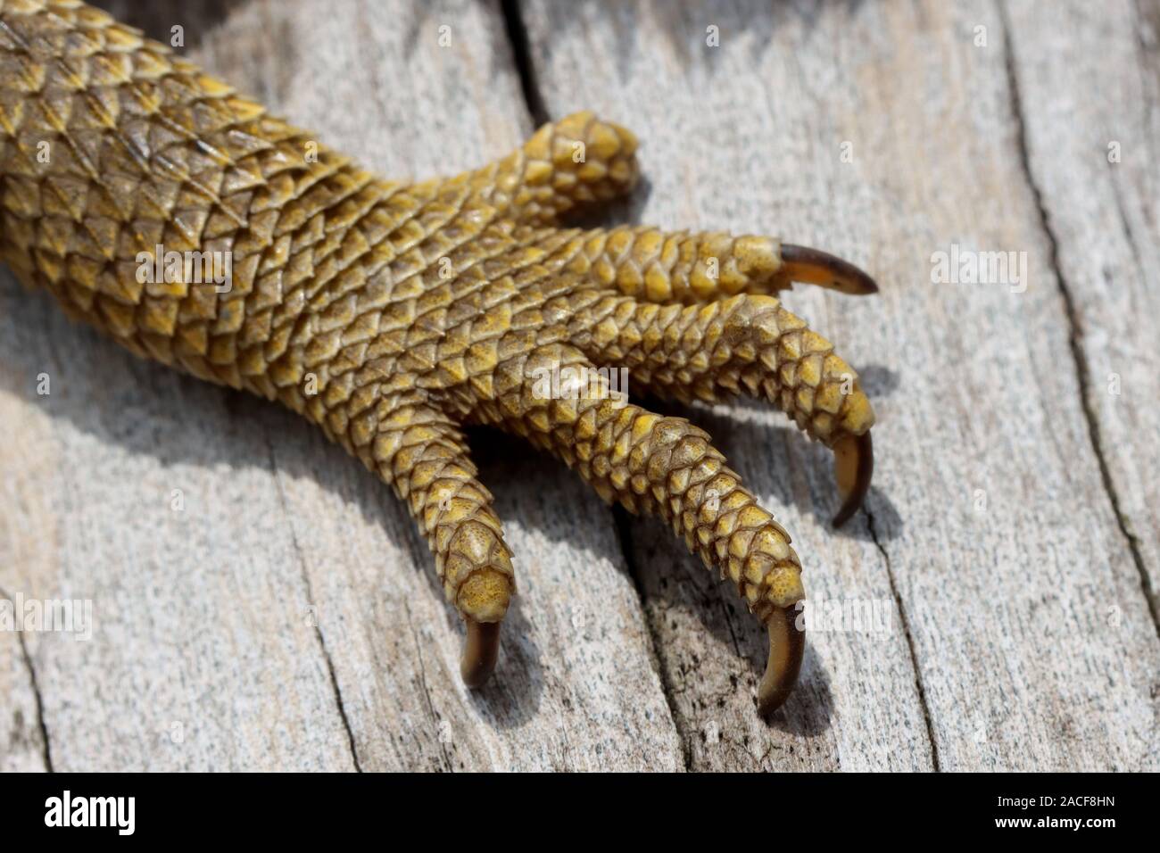 Toes and hand of Central Bearded Dragon Stock Photo - Alamy