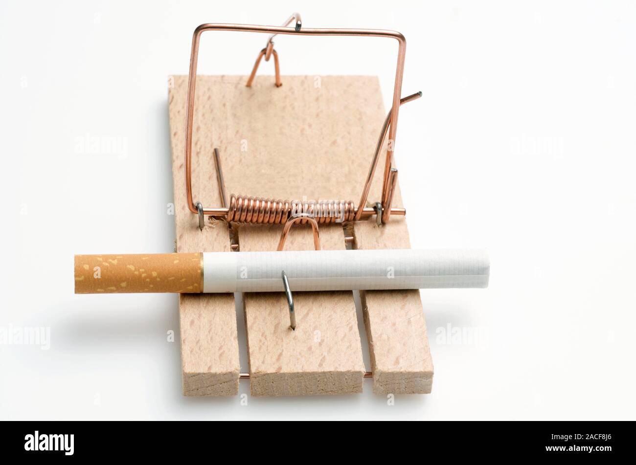 Tobacco addiction, conceptual image. Tobacco cigarette in a mouse-trap ...
