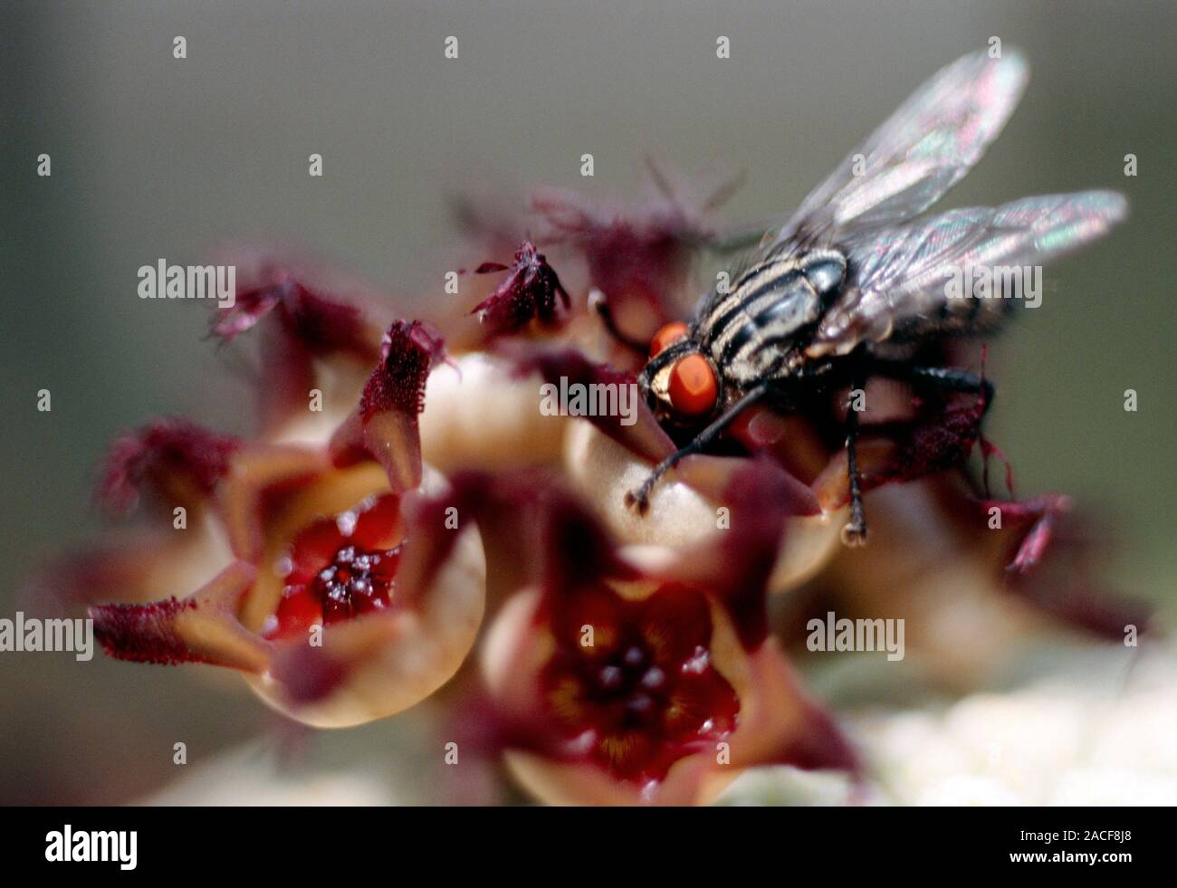 Fly (order Diptera) on Pseudolithos cubiformis flower Stock Photo - Alamy