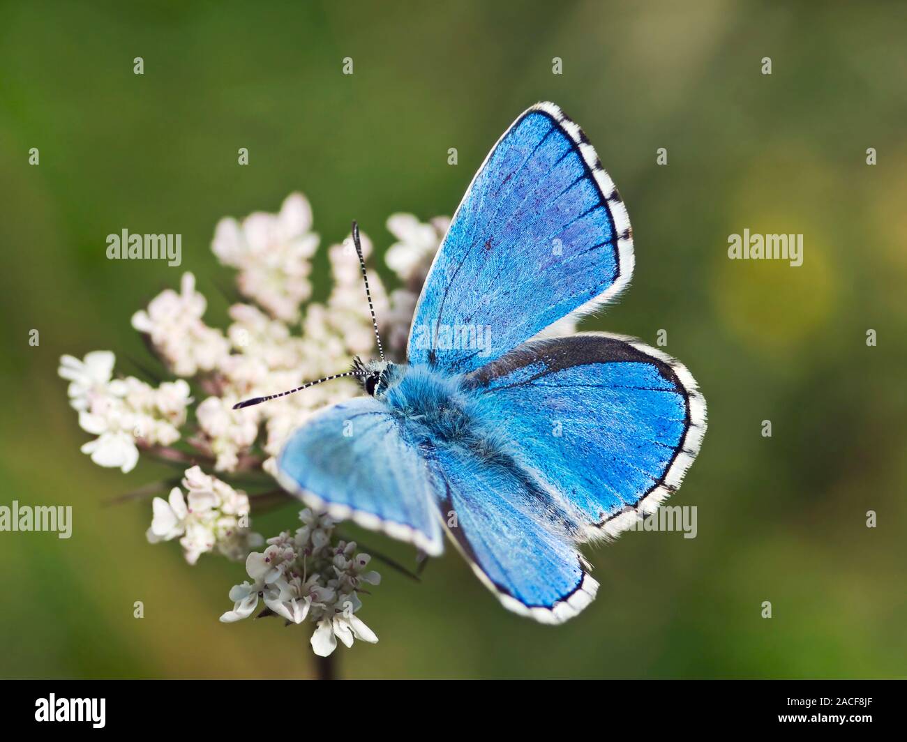 Adonis blue butterfly. Male adonis blue butterfly (Lysandra bellargus ...