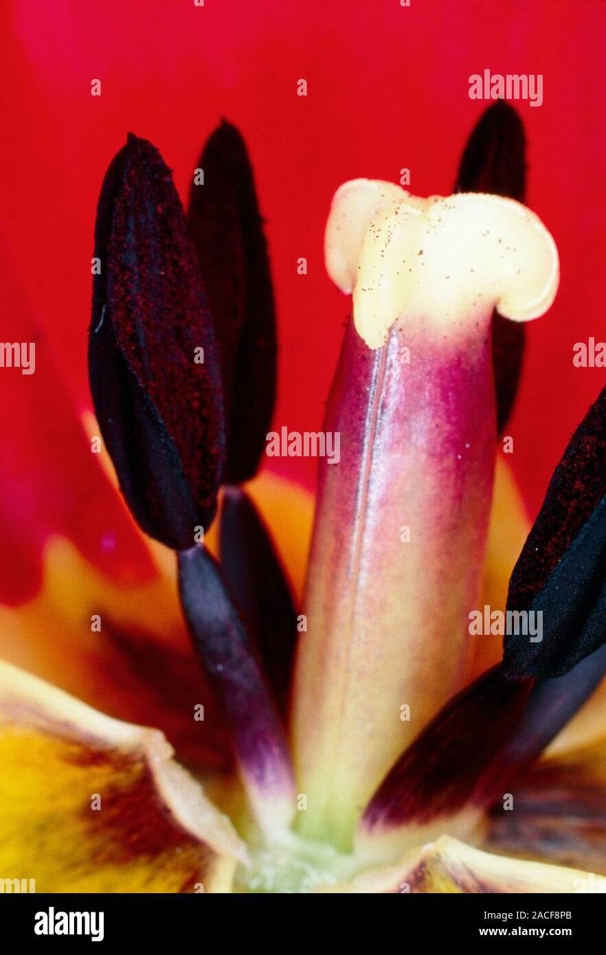 Tulip (Tulipa sp.) flower. Close-up of the centre of a tulip flower ...