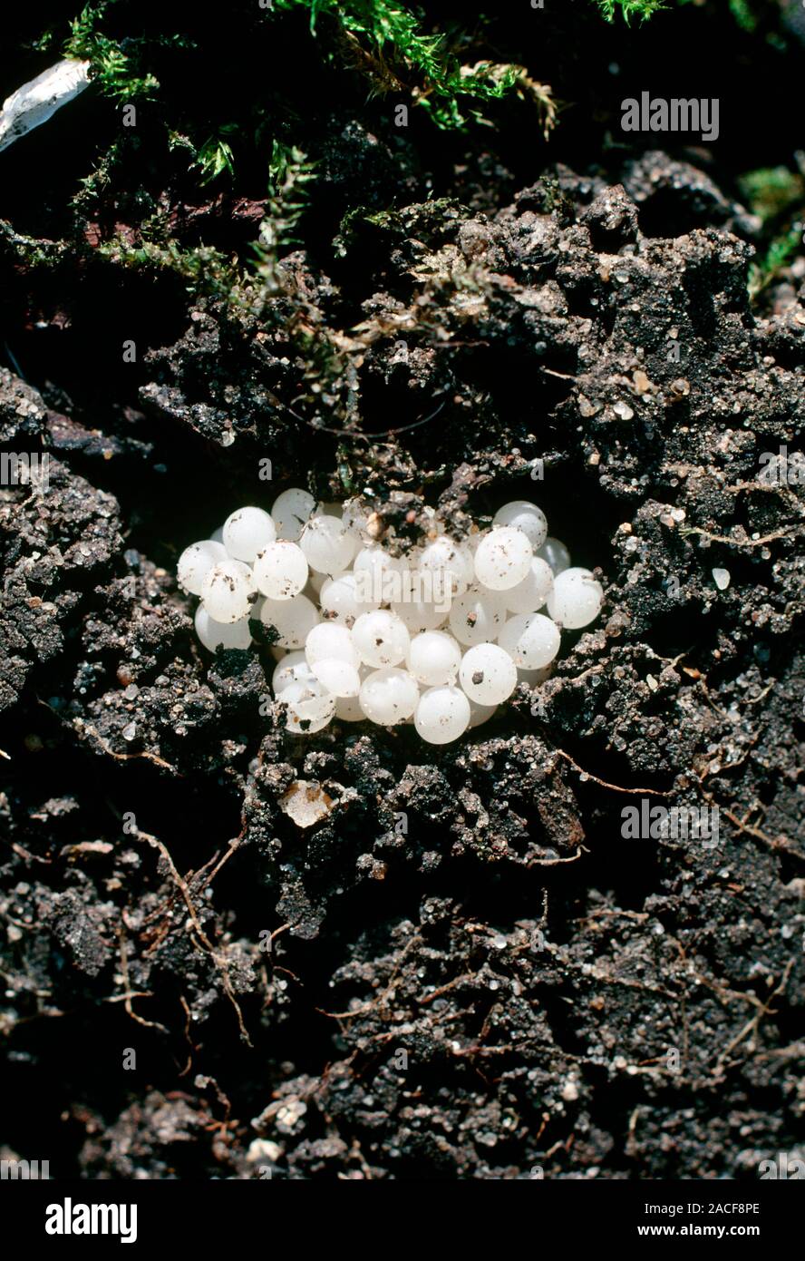 Slug eggs. Close-up of the eggs (white) of a slug that have been laid ...