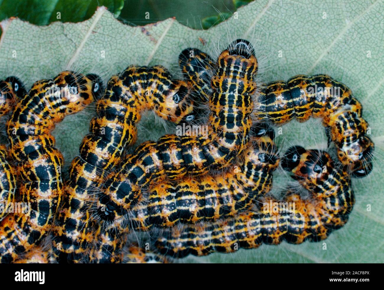 Buff-tip moth caterpillars. Close-up of the larvae of the buff-tip moth ...