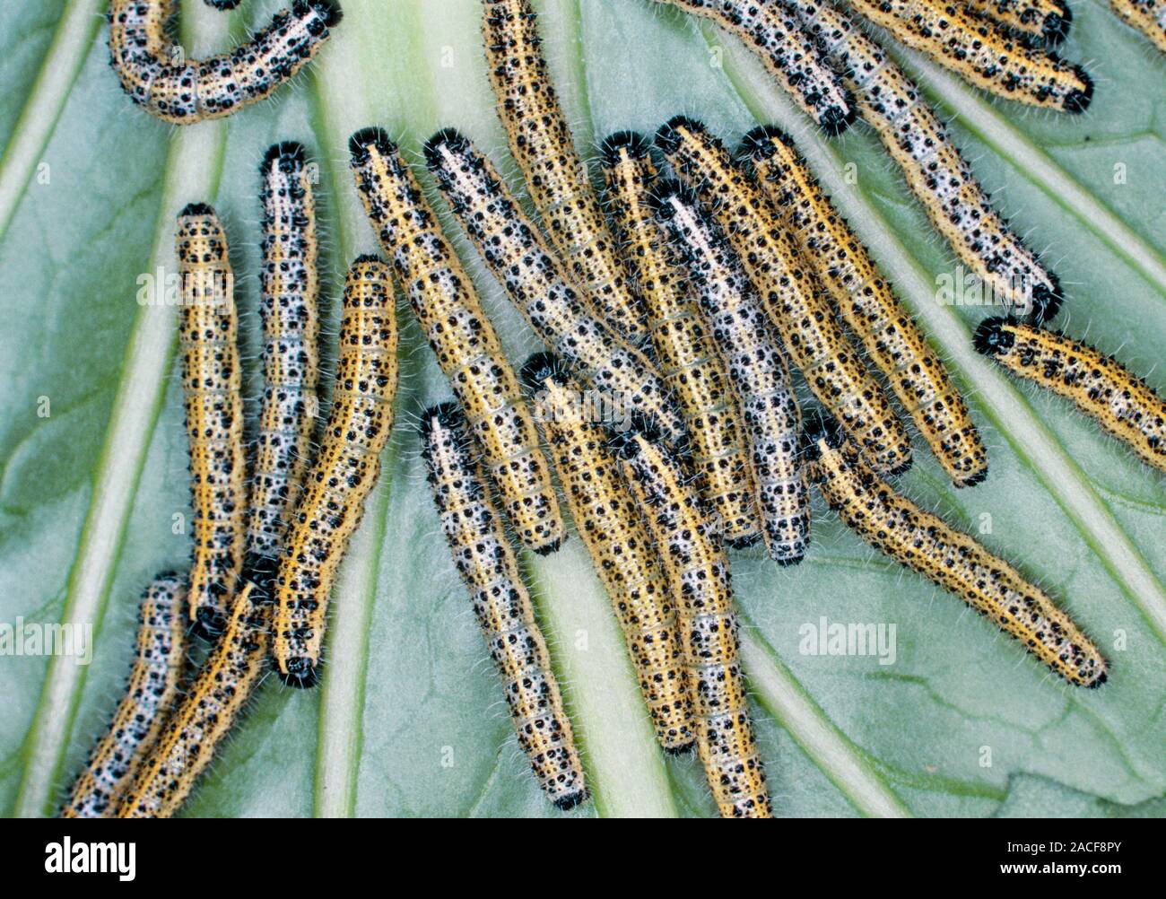 Cabbage white butterfly caterpillars. Close-up of the larvae of the ...
