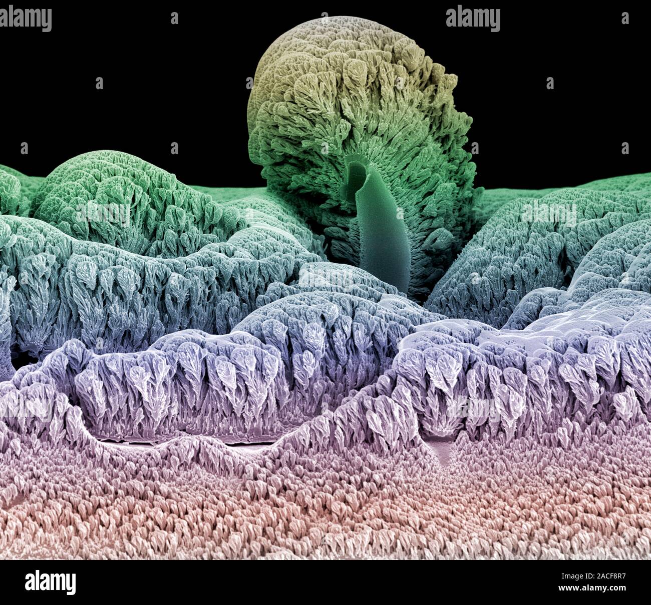 Tungsten. Coloured scanning electron micrograph (SEM) of crystals of ...