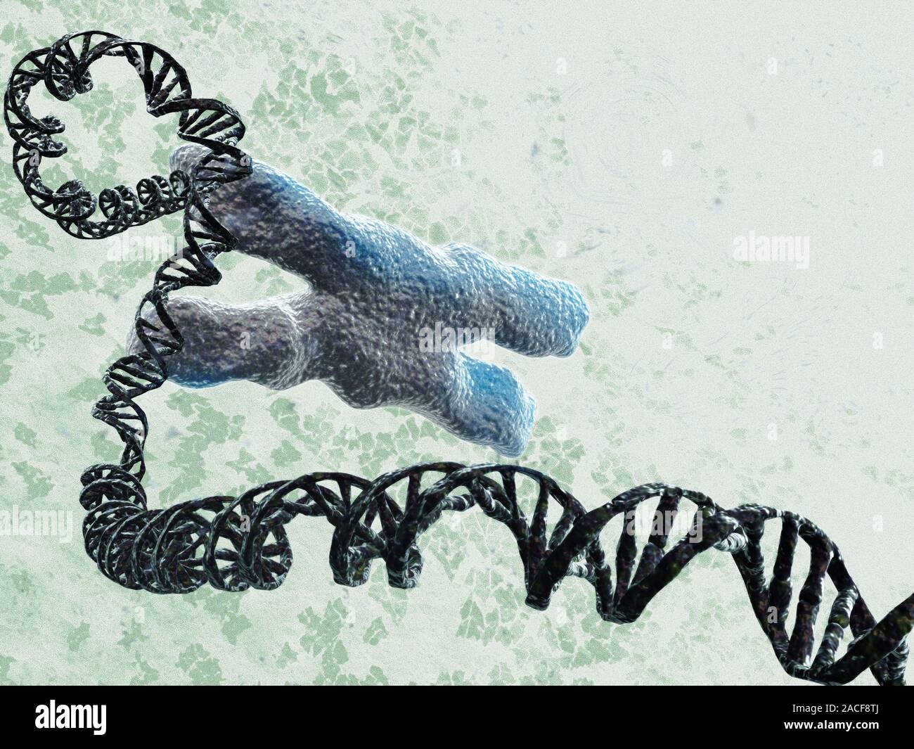 DNA and chromosome. Computer artwork of a DNA (deoxyribonucleic acid ...