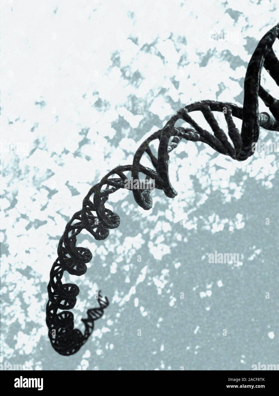 DNA molecule, computer artwork. DNA is composed of two strands twisted ...