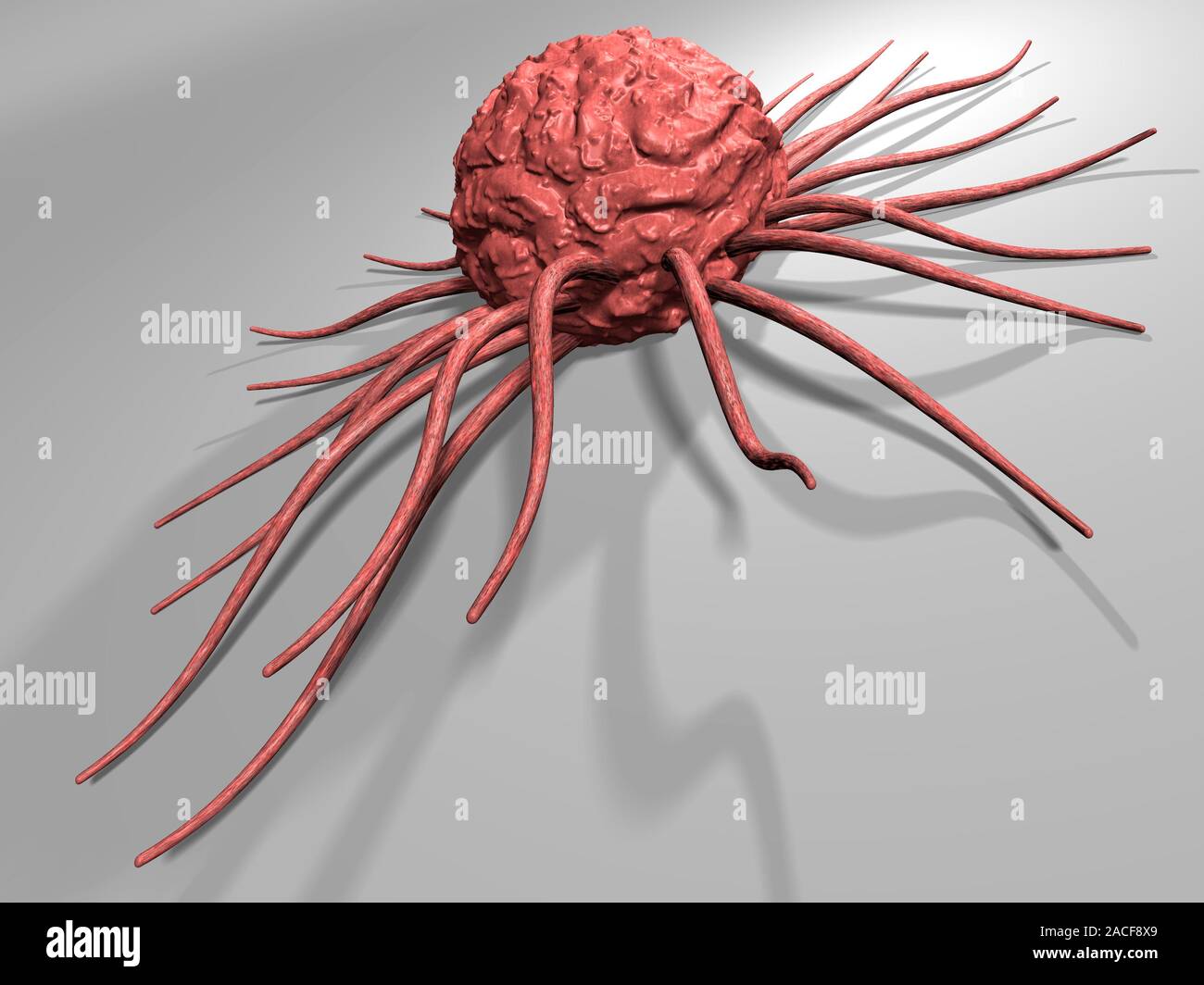 Cancer cell, computer artwork. The uneven surface and cytoplasmic ...